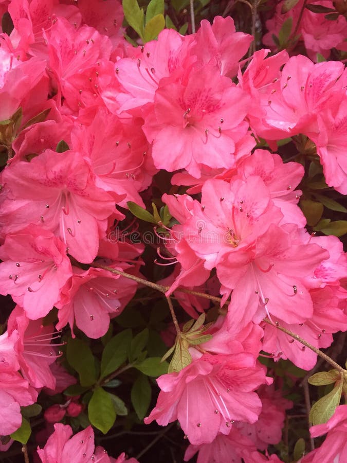Pink spring flower stock image. Image of azalea, spring - 57737247