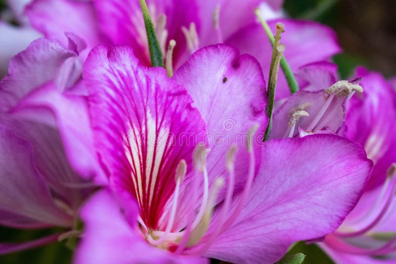 Pink Spring Flower on a Bush Big Plan Stock Photo - Image of bloom ...