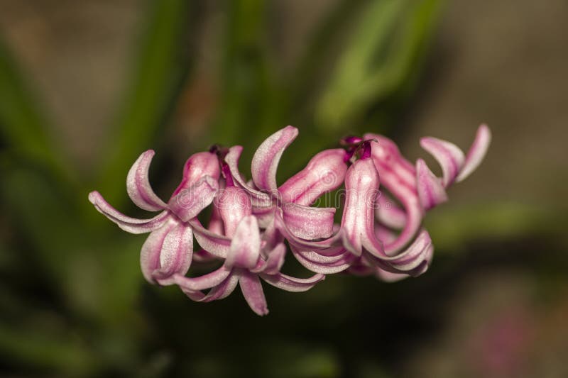 Pink Spring Flower Macro Close Up Stock Photo - Image of lilac ...