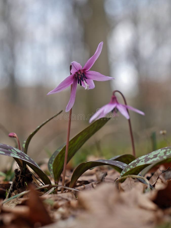 Pink Spring Flower in a Meadow in Beautiful Light. Stock Image - Image ...