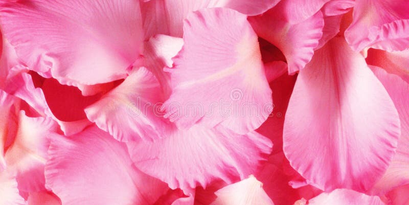 Pink spring flowers stock image. Image of blooming, botanical - 129639849