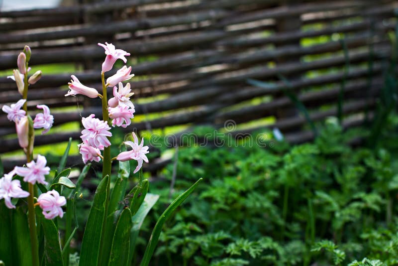 Pink Spring Flowers, Pink Spring Flowers Stock Photo - Image of bright ...