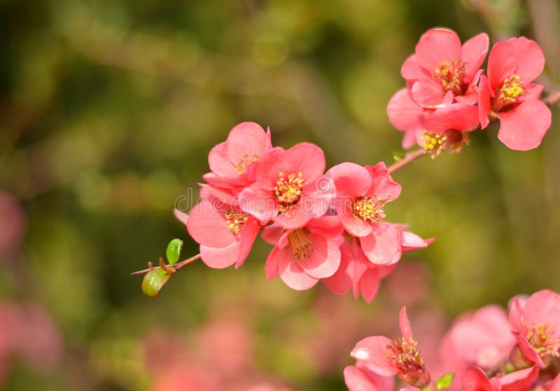 Pink spring flowers stock image. Image of oriental, april - 151742711