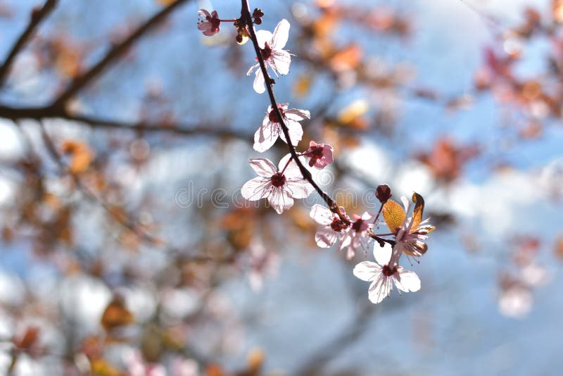 Pink Flowers in Spring Against a Bright Blue Sky Stock Image - Image of ...