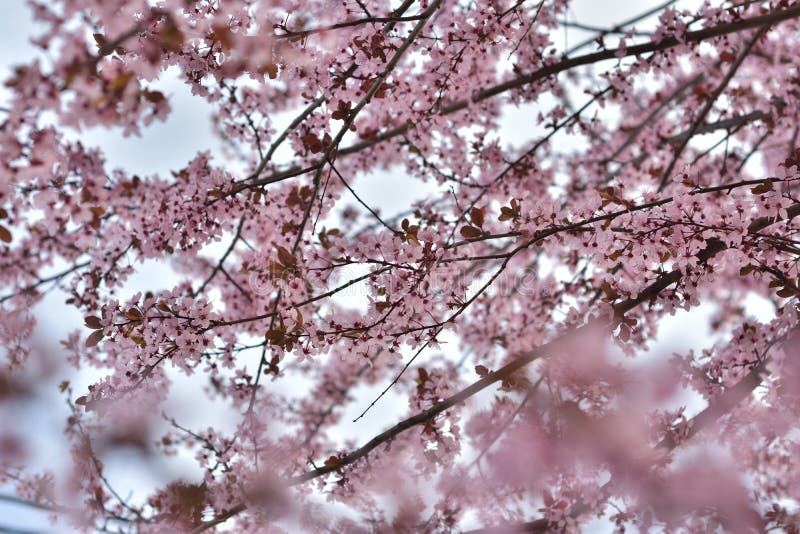 Pink Flowers in Spring Against a Bright Blue Sky Stock Photo - Image of ...