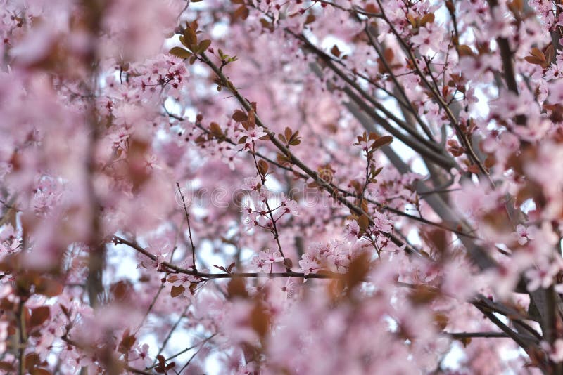 Close Up of Pink Flowers in Spring Stock Image - Image of gentle, fade ...