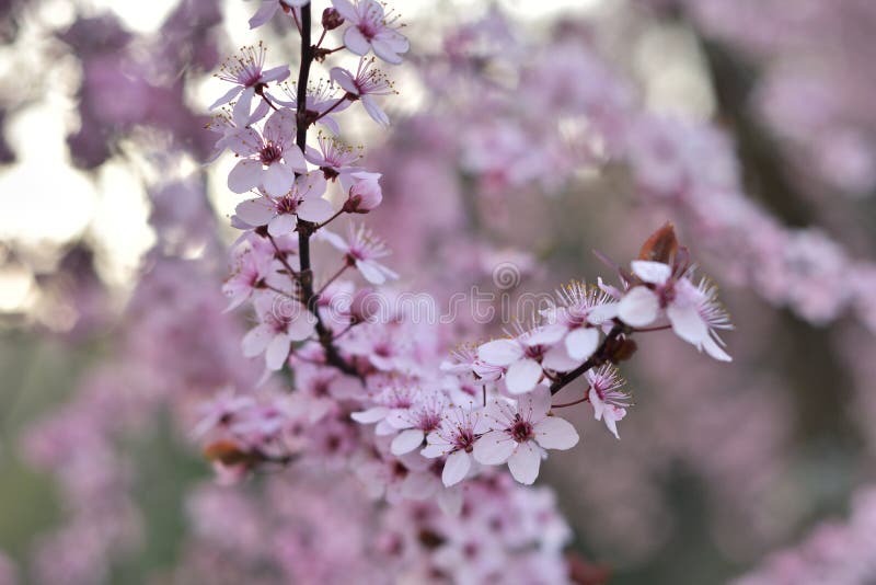 Pink Flowers in Spring at Sunset Stock Photo - Image of blossoming ...