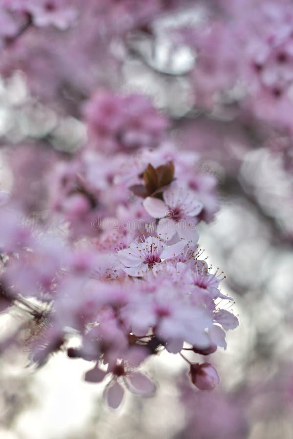 Portrait Shot of Pink Flowers in Spring Stock Image - Image of ...