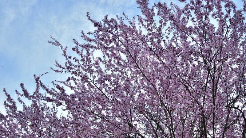 Pink Spring Flowers with Blue Sky Stock Photo - Image of closeup, march ...