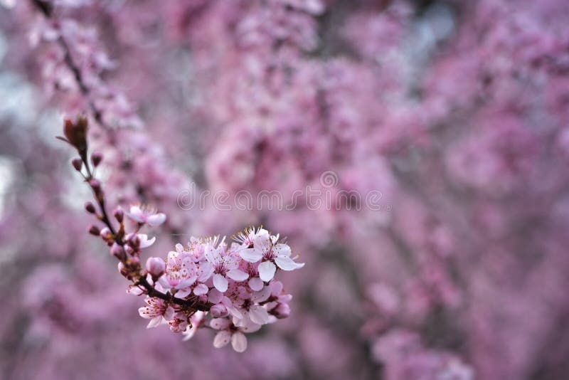 Pink Flowers in Spring Against a Pink Background Stock Image - Image of ...