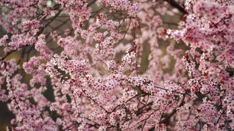 Pink Flowers in Spring, Vintage Filter Stock Image - Image of april ...