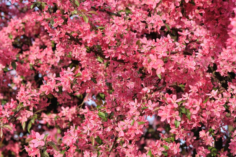 Pink spring flowers stock photo. Image of bush, flora - 187504294