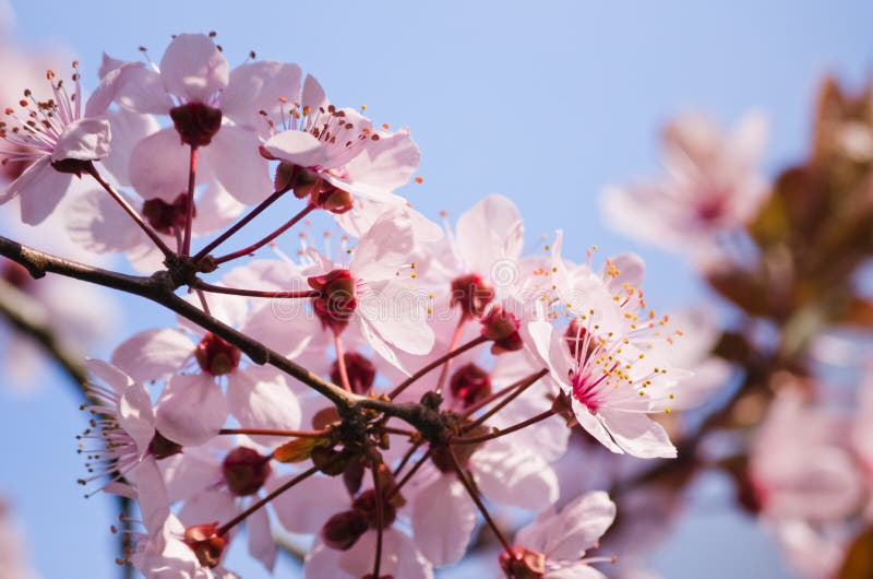 Pink spring flowers stock photo. Image of blue, petal - 19108170