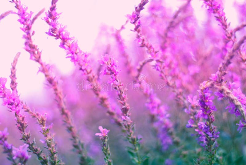 Pink Spring flowers stock image. Image of toned, plant - 28436813