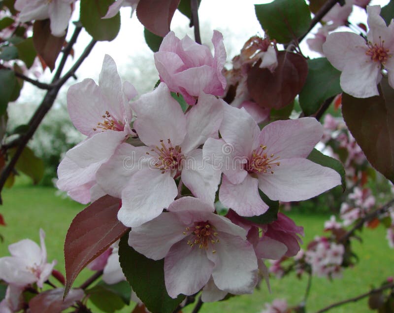 Pink spring flowers stock image. Image of leaves, blossom - 37632793