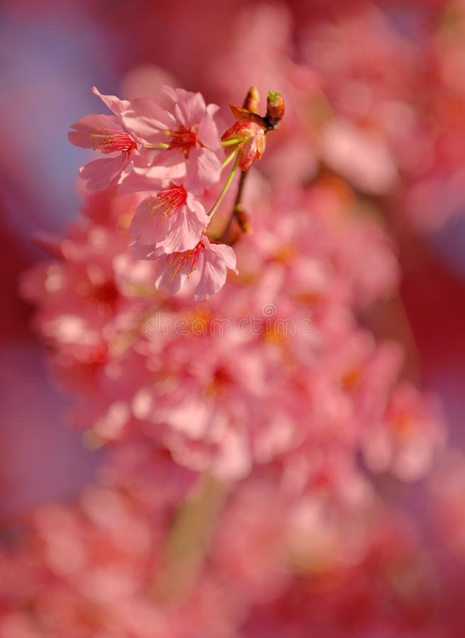 Pink Spring Flowers stock image. Image of nature, outdoors - 4648427