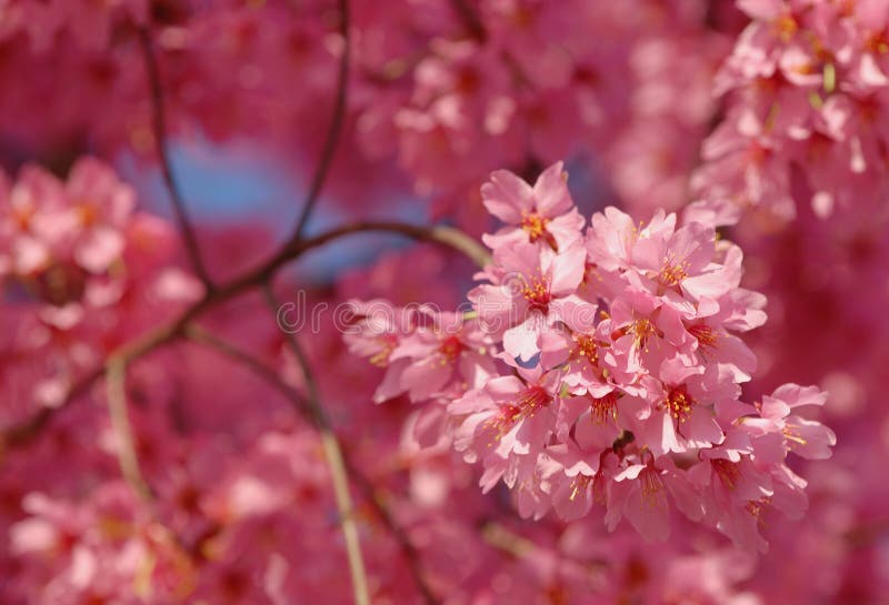 Pink Spring Flowers stock image. Image of nature, outdoors - 4648427