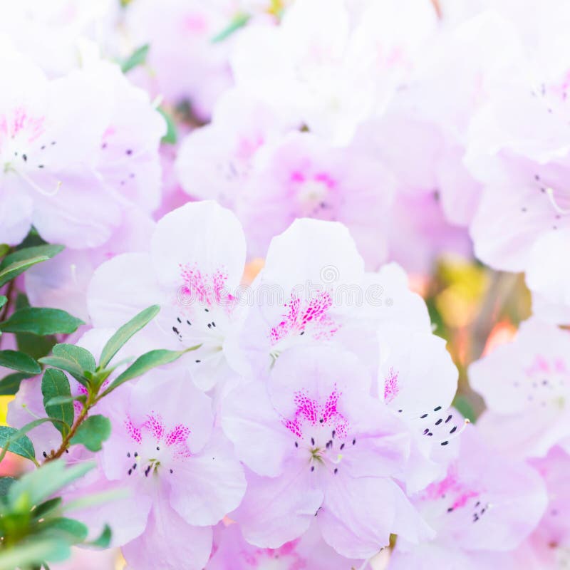Pink spring flowers azalea stock image. Image of bloomingazalea - 75210543