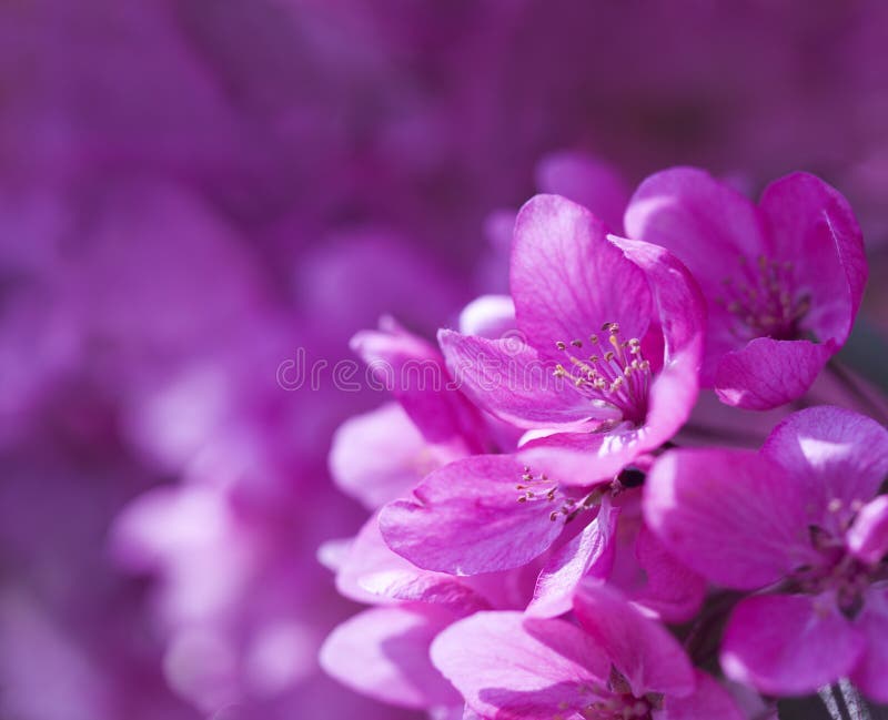 Pink Spring Flowers stock image. Image of magenta, blooming - 71136533