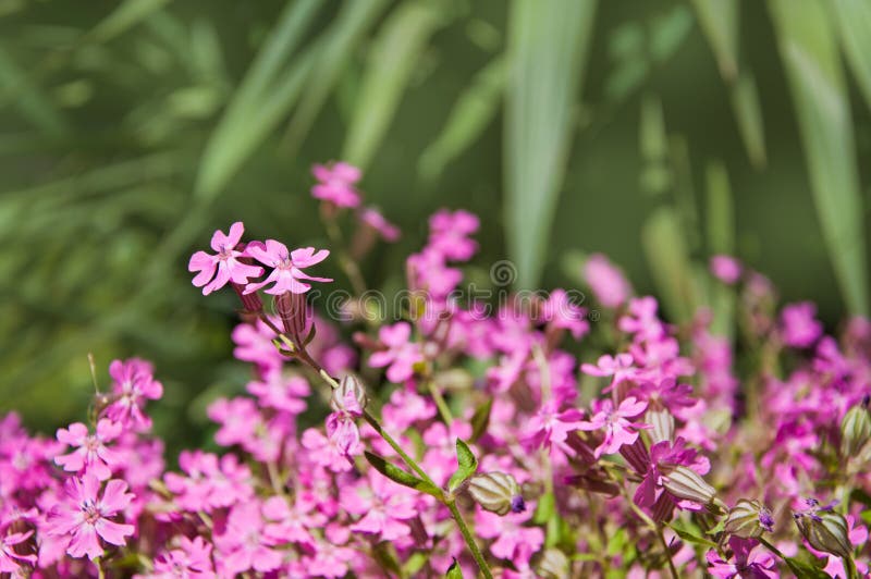 Pink spring flowers stock photo. Image of leaf, easter - 38577616
