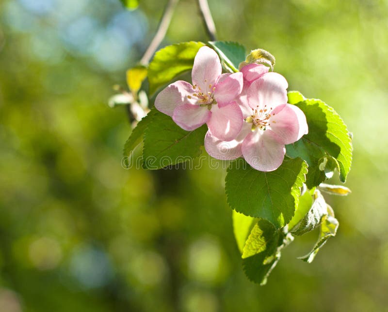 Pink Spring flowers stock photo. Image of holiday, greeting - 37685684