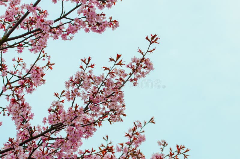 Pink spring flowers stock photo. Image of flower, spring - 39877638