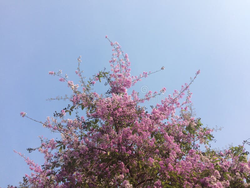 Pink Spring Flowers on Blue Sky Stock Photo - Image of blooming, nature ...