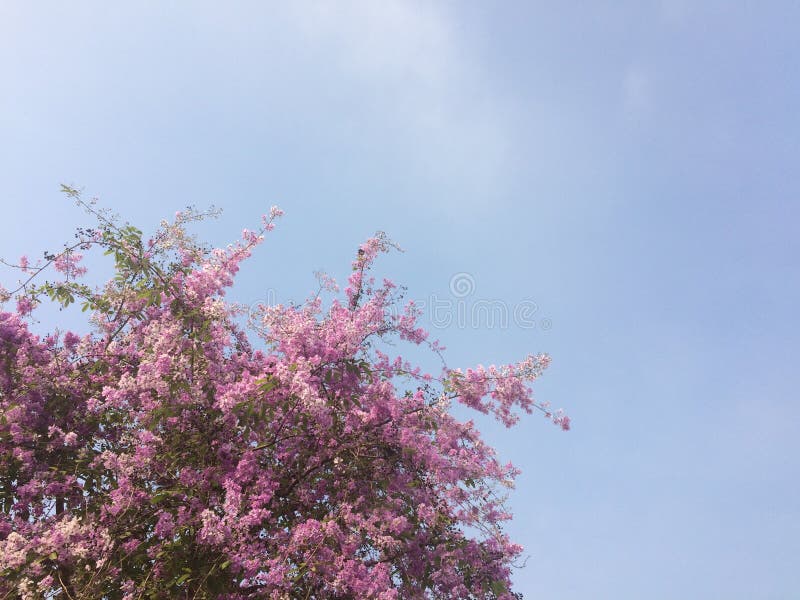 Pink Spring Flowers on Blue Sky Stock Photo - Image of blossoms, sakura ...