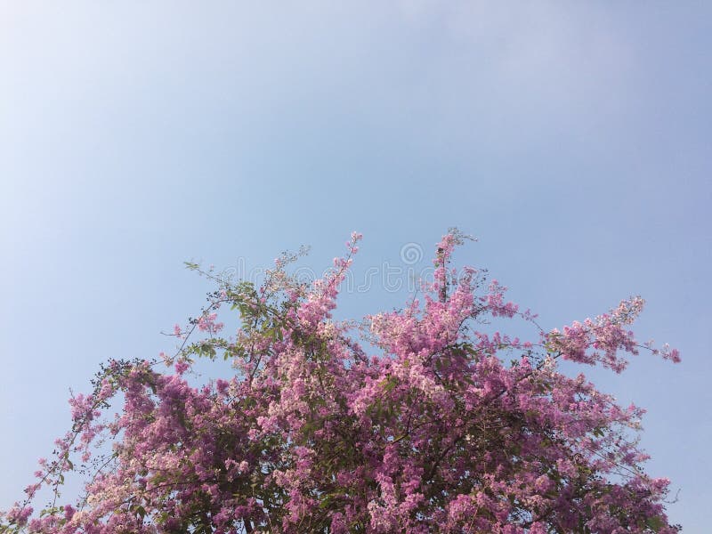 Pink Spring Flowers on Blue Sky Stock Image - Image of flowers, branch ...