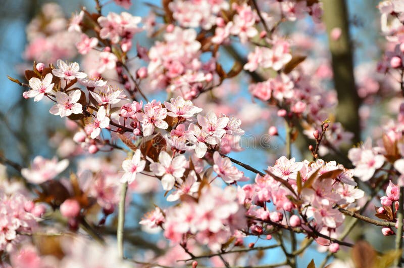 Pink spring flowers stock image. Image of flowers, blossom - 53137875