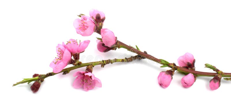 Pink Spring Flowers Branch. Stock Photo - Image of beauty, organic ...