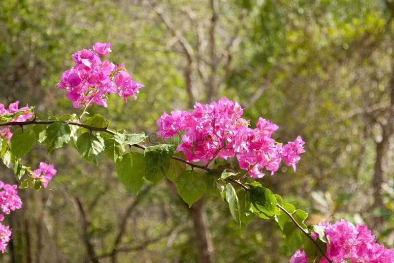 Pink spring flowers stock photo. Image of flowering, blooms - 30777932