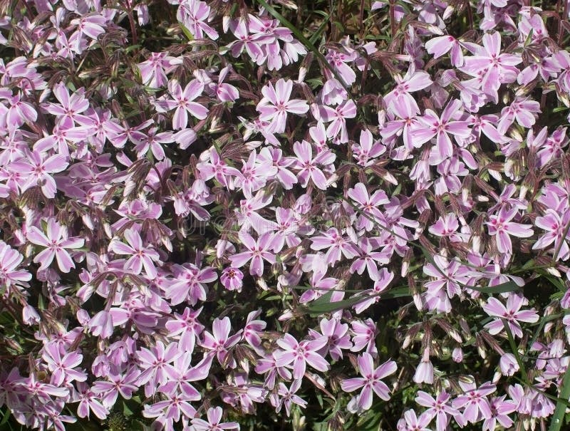 Pink spring flowers stock photo. Image of plant, flower - 54778630