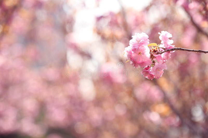 Pink Spring Flowers with Many Light Spheres Stock Photo - Image of ...