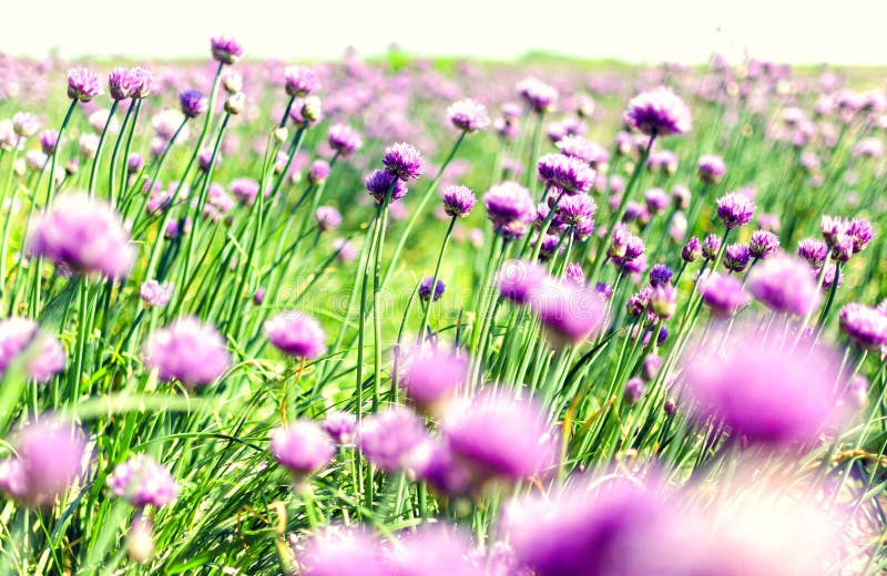 Pink Spring Flowers on Meadow Stock Image - Image of pink, sunlight ...