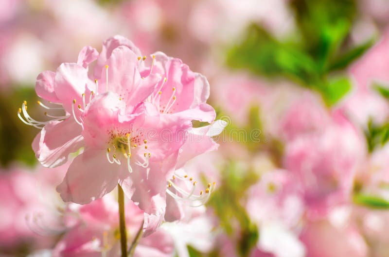 Pink Spring Flowers in the Park Shrubs Bloom Stock Photo - Image of ...
