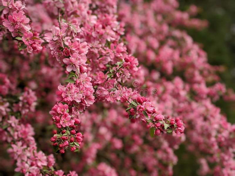 Pink spring flowers stock image. Image of produce, autumn - 190174615