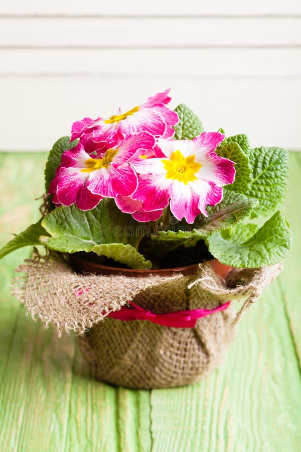 Pink spring flowers stock photo. Image of holiday, pink - 87424514