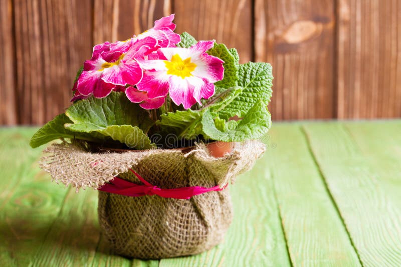 Pink spring flowers stock image. Image of easter, burlap - 87425177