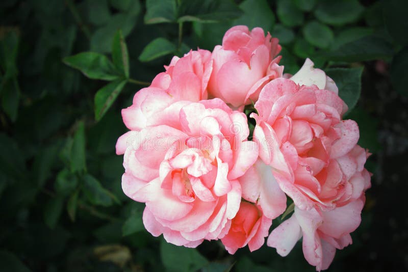 Pink spring flowers roses stock image. Image of celebration - 58264075