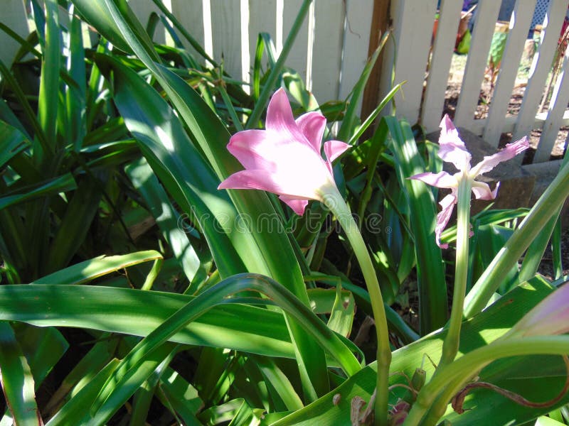 Pink Spring Flowers stock image. Image of spring, picket - 182094331