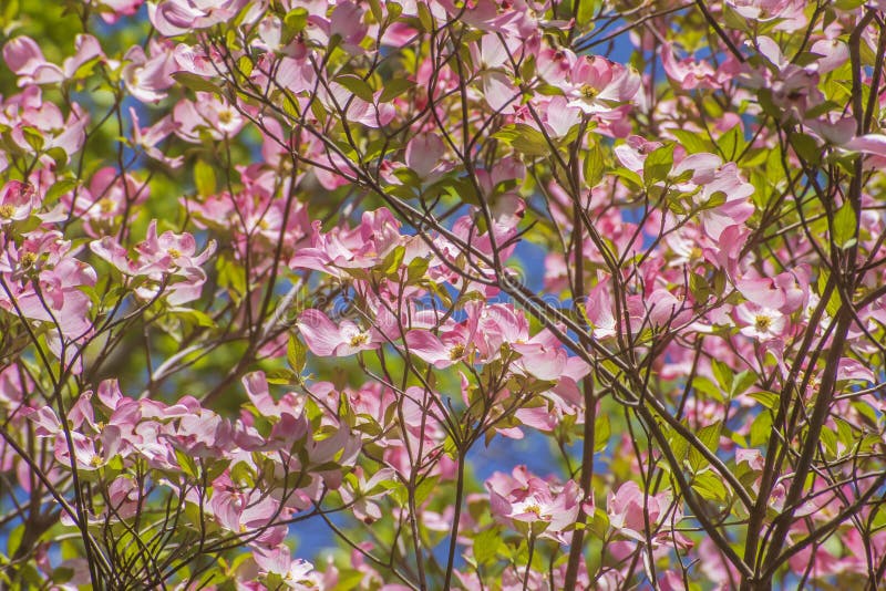 Pink Spring Flowers, Pink Flowers Tall Tree Background Stock Photo ...