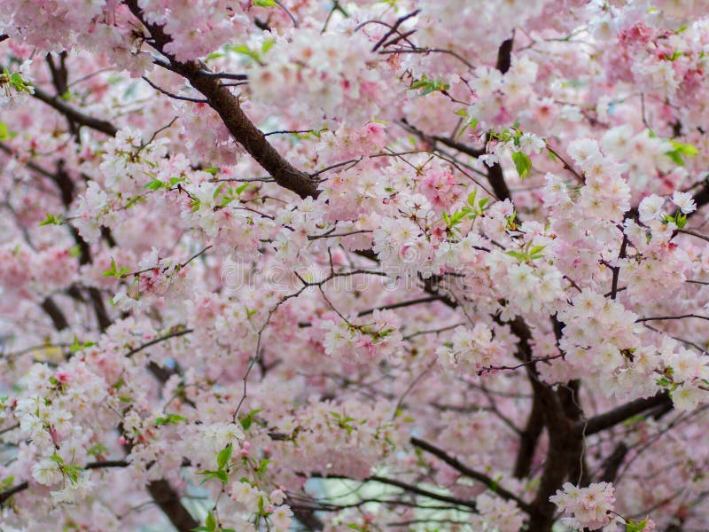 Pink spring flowers stock photo. Image of color, flowers - 88778398