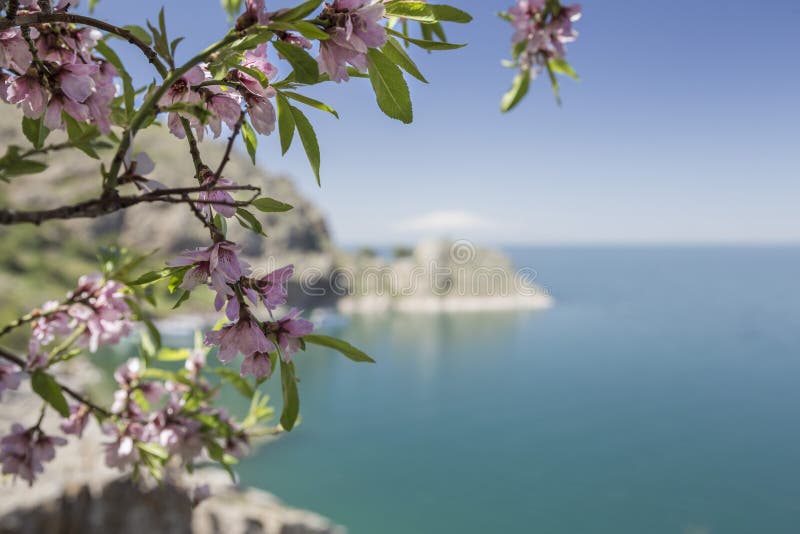 Pink Spring Flowers on Tree Against Sea Stock Image - Image of branch ...
