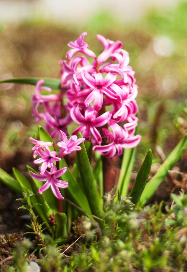 Pink Spring Hyacinth Flowers Stock Photo - Image of green, flower: 91410074