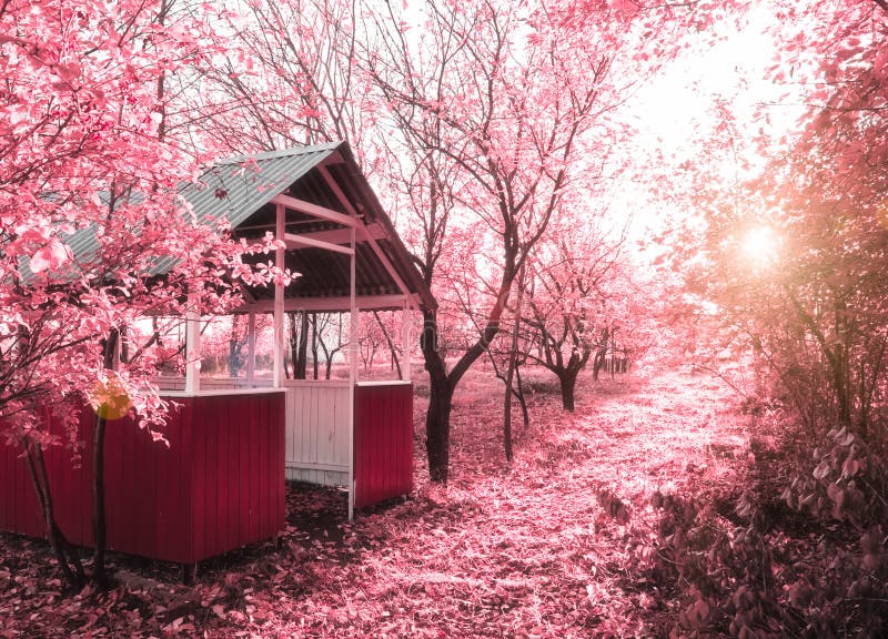 Pink Spring(infrared Photo) Stock Photo - Image of lush, fresh: 13509724