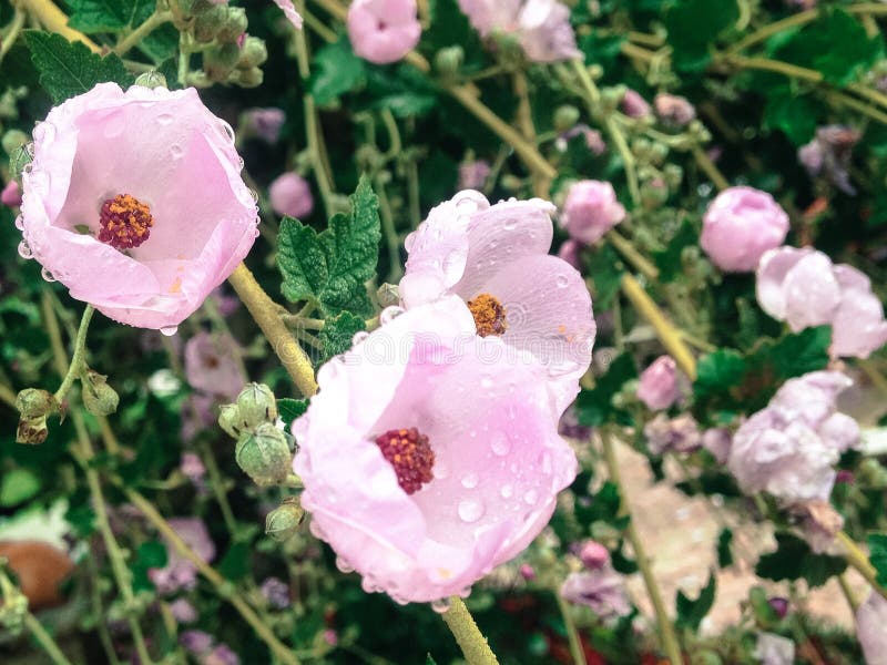 Pink Spring stock image. Image of nostalgia, spring, flower - 79870691