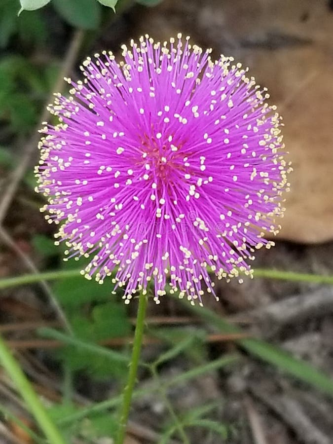 Puff pink cocktail stock image. Image of cocktail, celebratory - 2147791