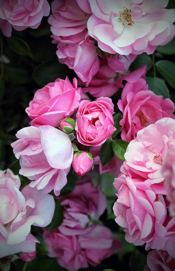 Pink spring roses stock photo. Image of botanical, botany - 58263908