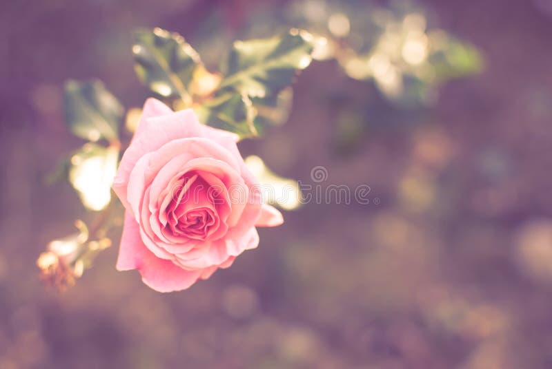 Pink spring roses stock photo. Image of romance, morning - 66868284